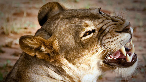 Elsa – lvice, která změnila svět - iVysílání | Česká televize