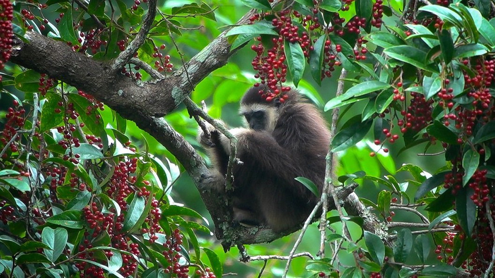 1/2 Boj o přežití - Divoká tvář Thajska | Česká televize