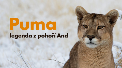 Puma - legenda z pohoří And - iVysílání | Česká televize