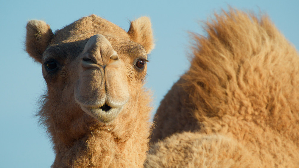 5/6 Horko - Savci | Česká televize