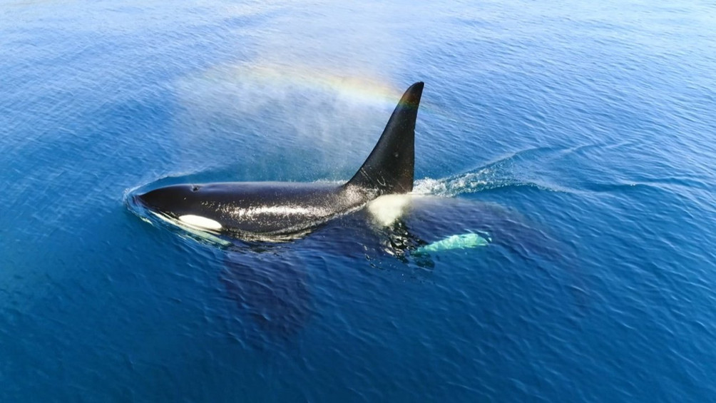 Kosatka dravá, Japonsko - Obdivuhodný svět přírody | Česká televize