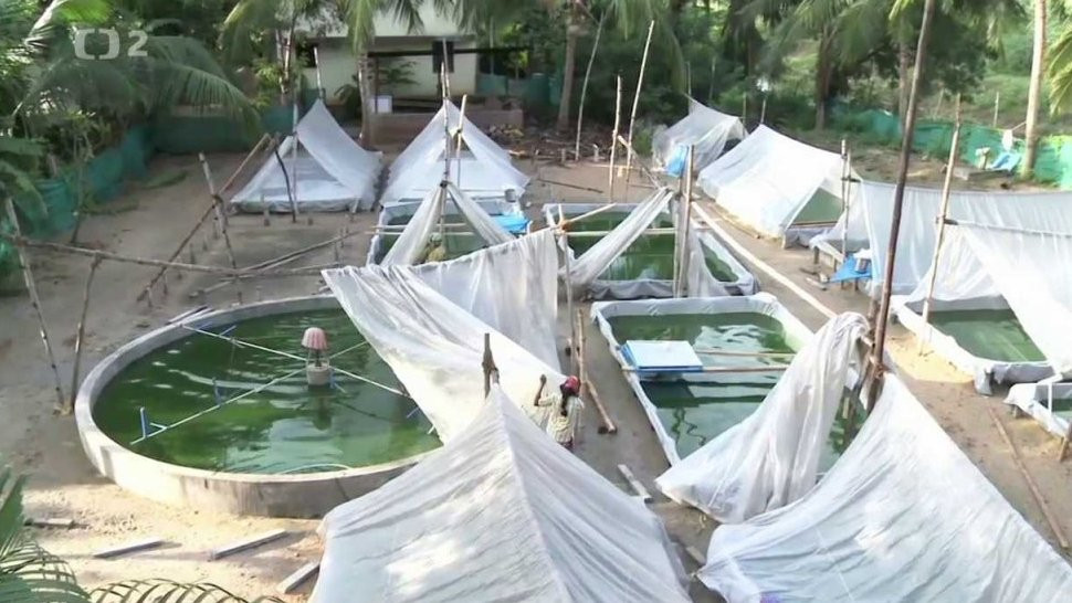 Všestranné vodní řasy - Dobrodružství vědy a techniky | Česká televize