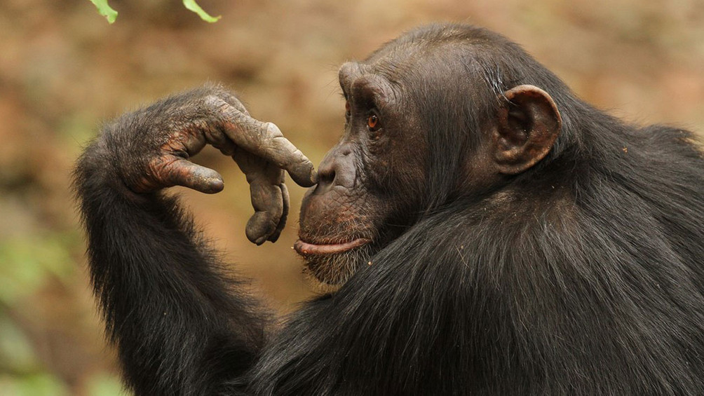 1/5 Šimpanzi - Dynastie | Česká televize