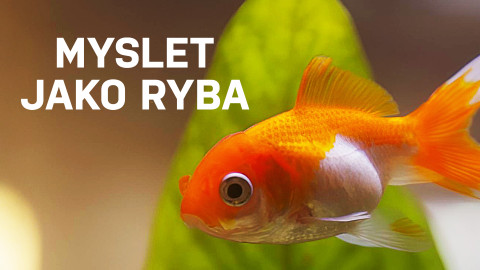 Myslet jako ryba - iVysílání | Česká televize