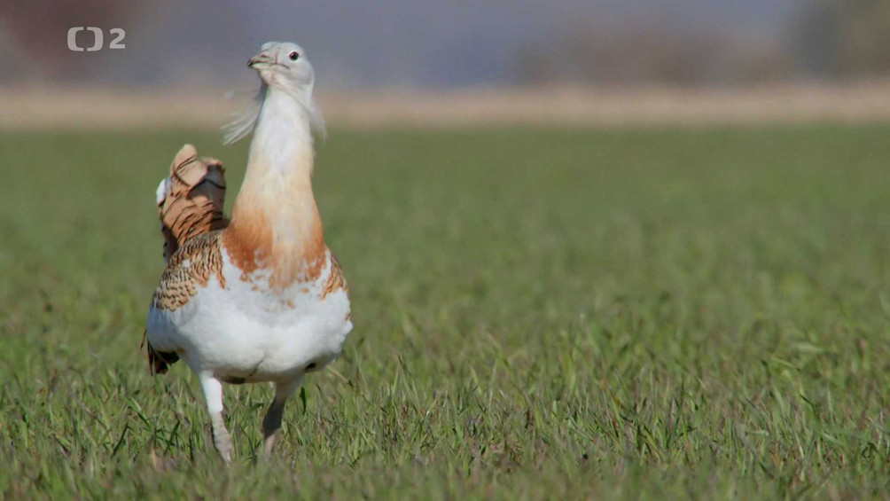 Drop velký - ikonický pták eurasijských stepí - Evropa dnes | Česká ...