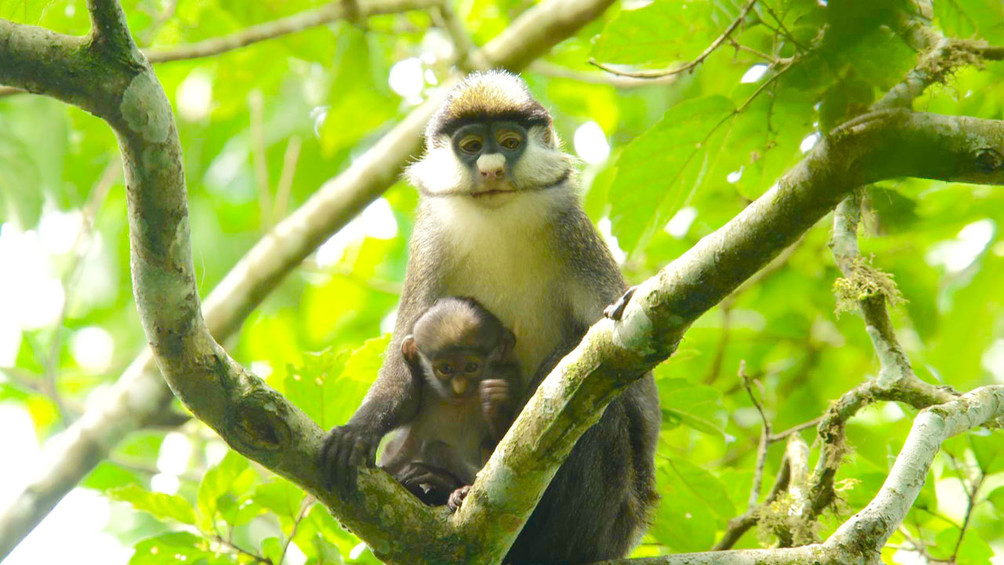Kočkodan diadémový - Obdivuhodný svět přírody | Česká televize