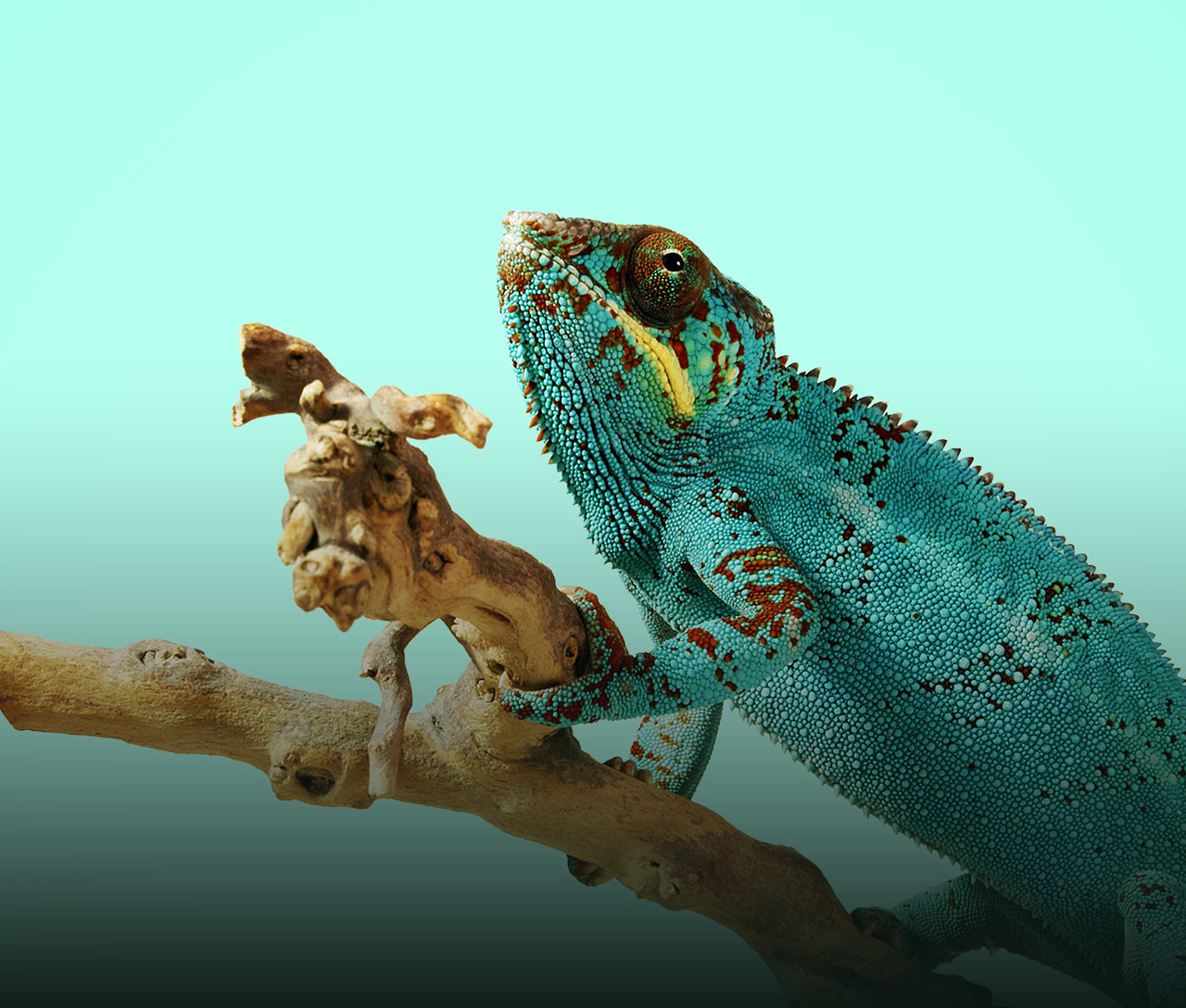 Skrytý život našich domácích mazlíčků - iVysílání | Česká televize