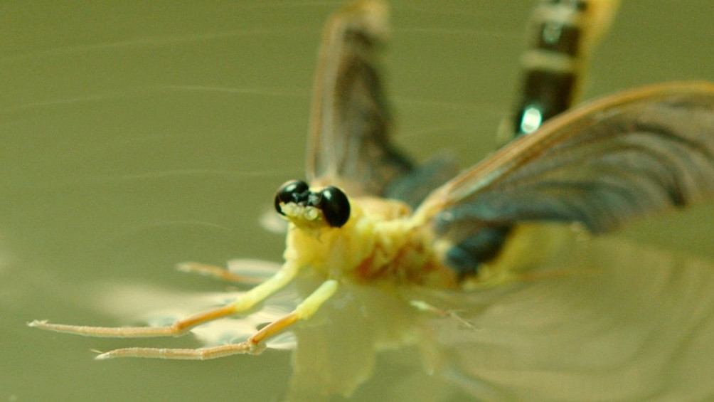 Jepice dlouhochvostá, Maďarsko - Obdivuhodný svět přírody | Česká televize