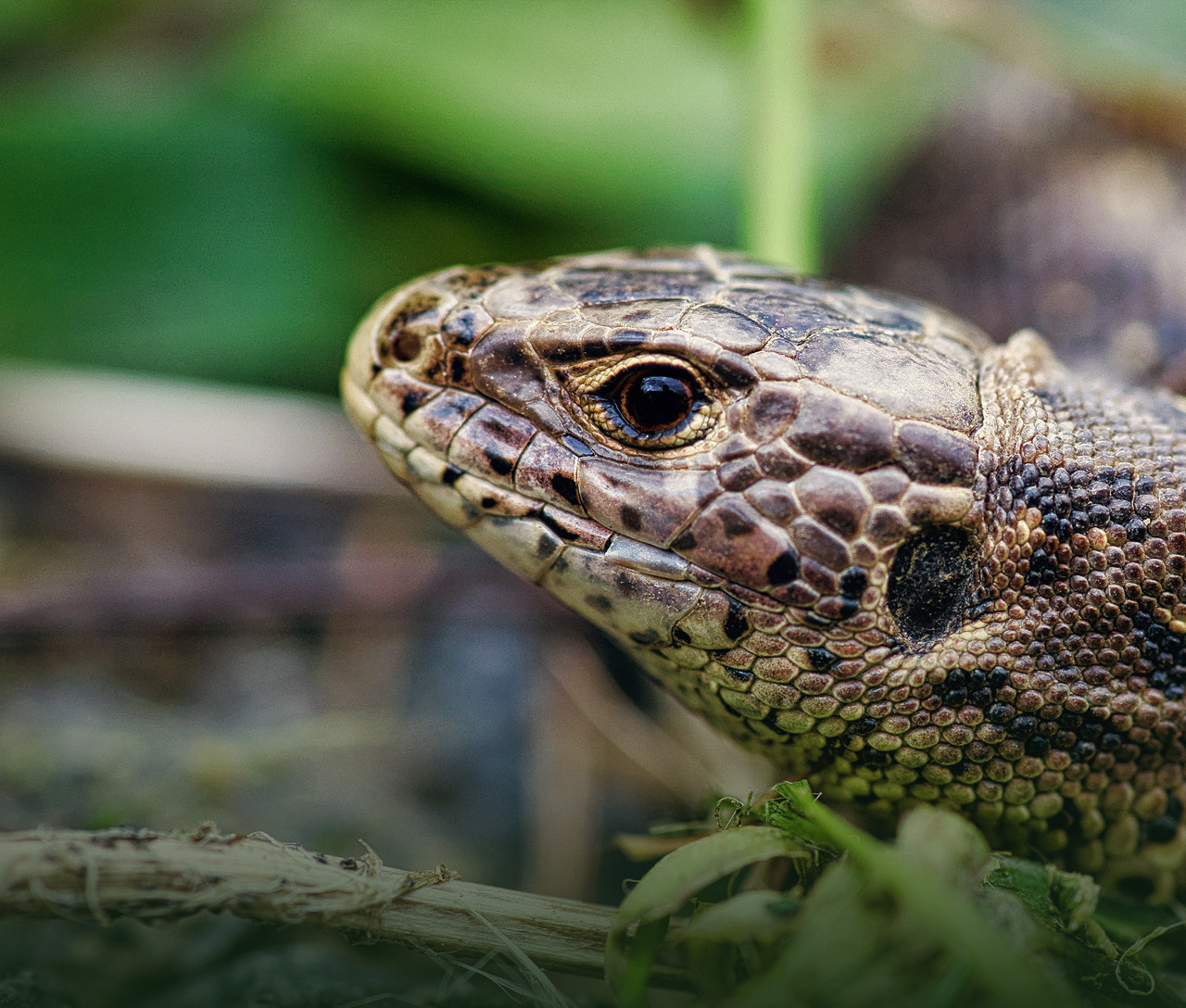 Za oponou přírody - iVysílání | Česká televize