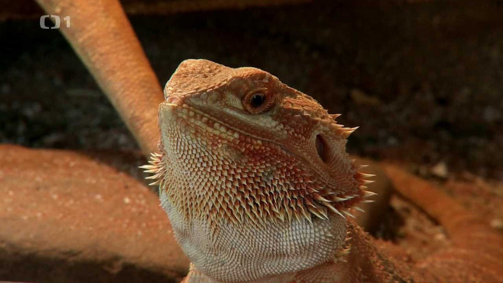 21. května 2023 - Polopatě | Česká televize