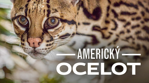 Americký ocelot - iVysílání | Česká televize