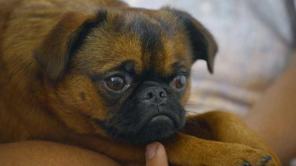 Nenažraný Barnabáš a nečistotná Alluca - Kočka není pes | Česká televize