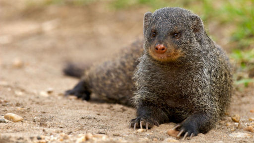 Epizoda 2/8 - Bratrstvo tajemných mangust | Česká televize