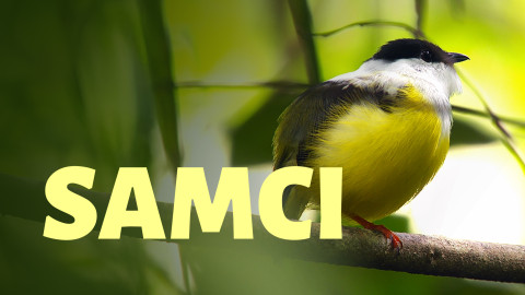 Samci - iVysílání | Česká televize