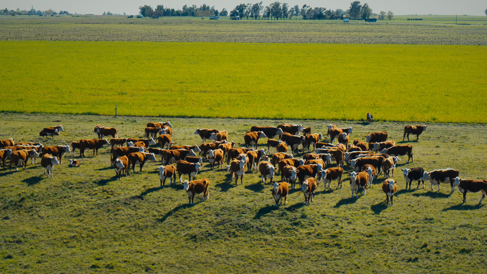 Pampy - Argentina z výšky | Česká televize