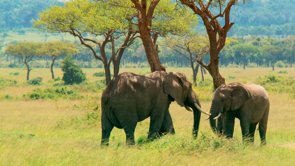 Epizoda 3/3 - Samci versus samice | Česká televize