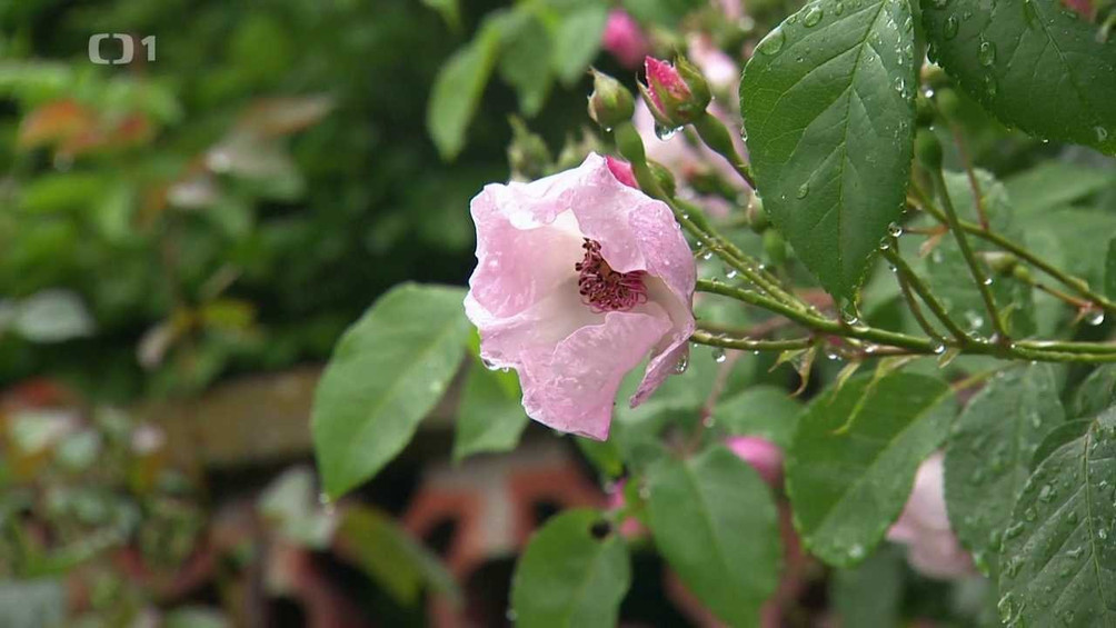 25. června 2023 - Polopatě | Česká televize