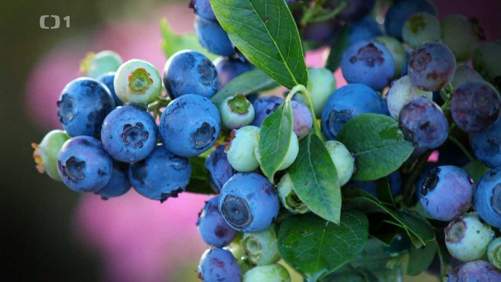 14. května 2023 - Polopatě | Česká televize