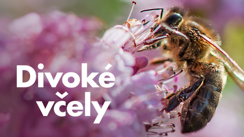Divoké včely - iVysílání | Česká televize