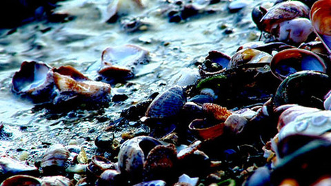 Vápník a my - iVysílání | Česká televize