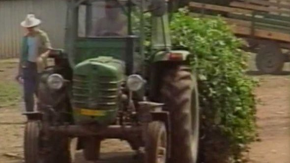 Zelené zlato - Archiv ČT24 | Česká televize