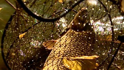 Kapři, pstruzi, candáti na stole se vyplatí - Pod pokličkou | Česká ...