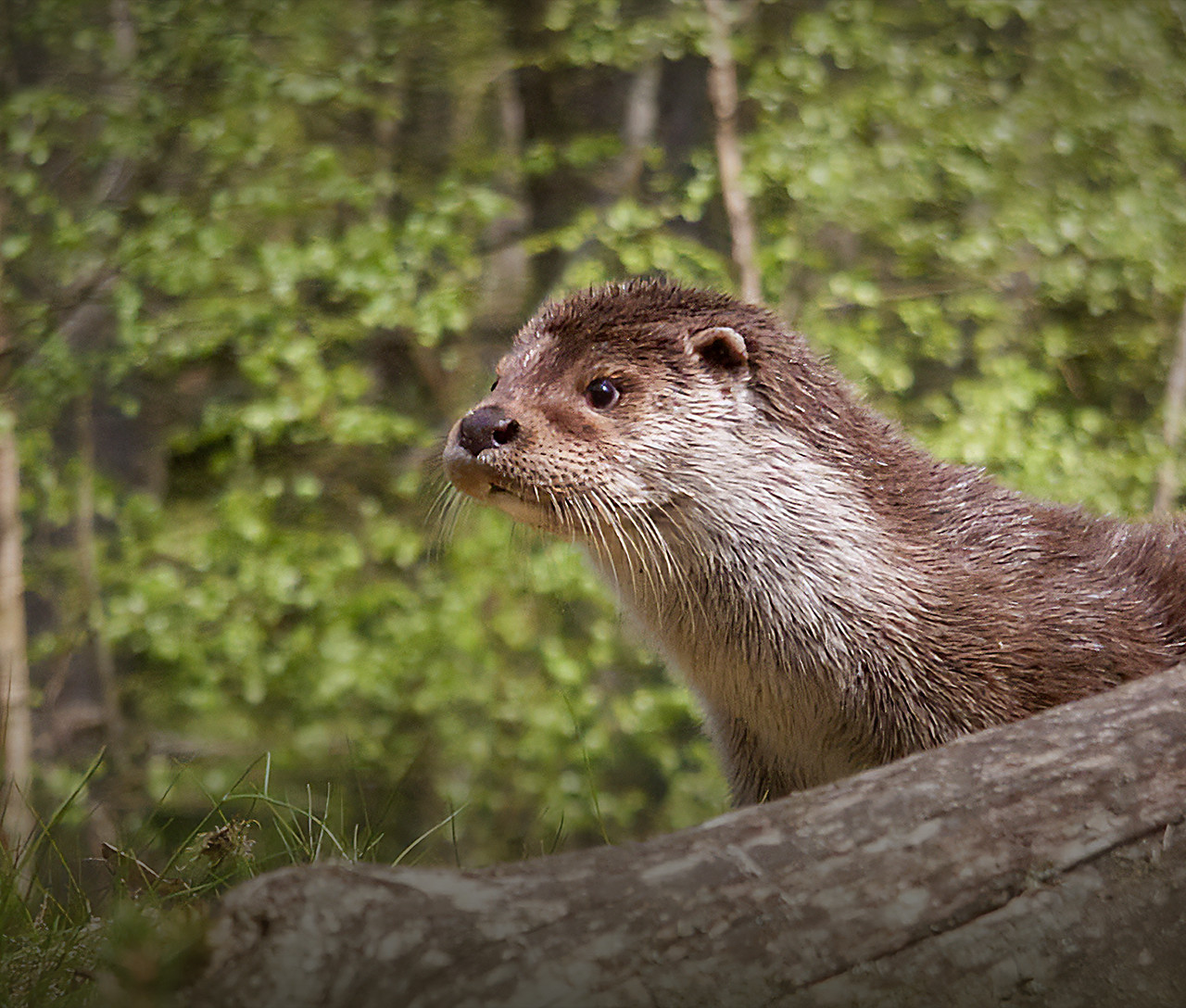 Vydrýsek - iVysílání | Česká televize