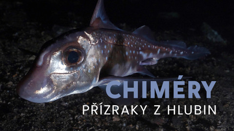 Chiméry - přízraky z hlubin - iVysílání | Česká televize