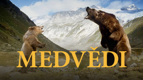 Medvědi - iVysílání | Česká televize