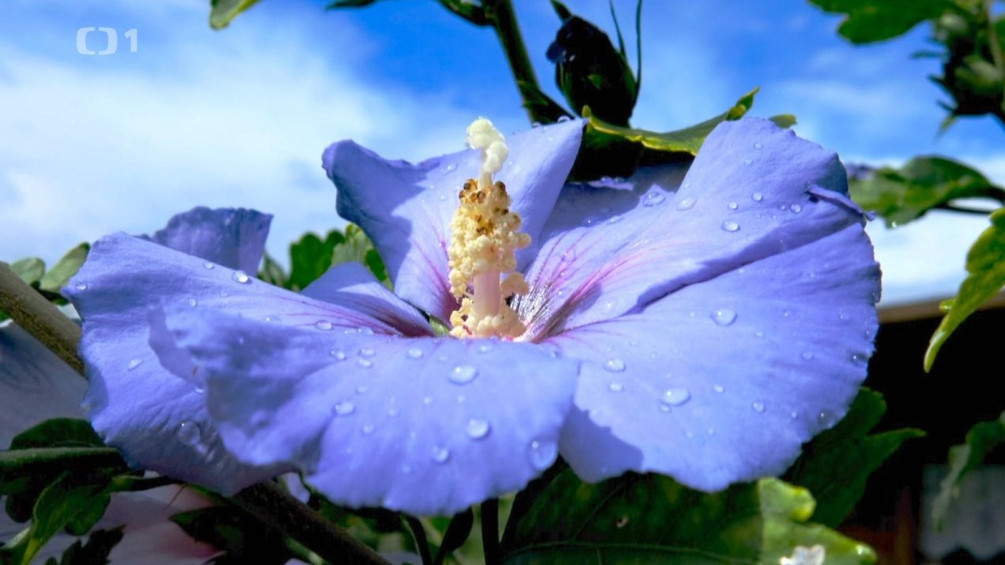 8. října 2023 - Polopatě | Česká televize