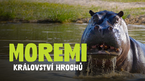 Moremi, království hrochů - iVysílání | Česká televize