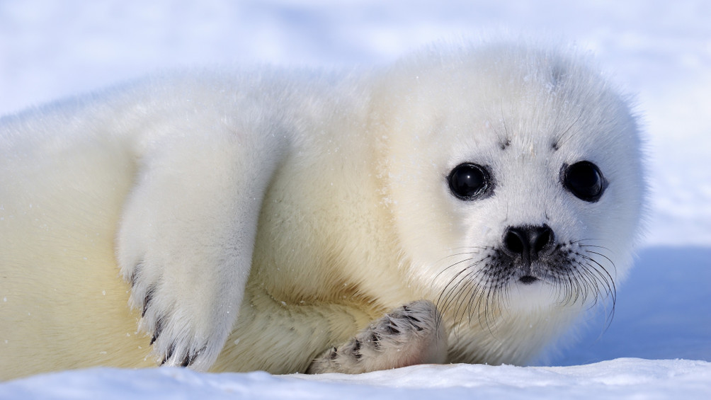 4/6 Zima - Savci | Česká televize