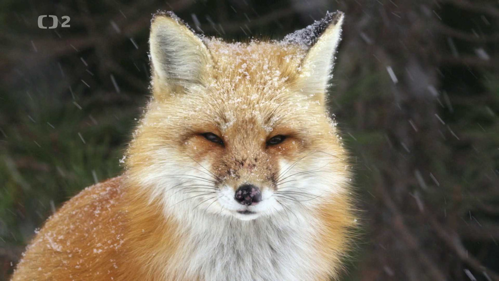 Lišky obecné - všežravci, kteří si poradí s čímkoli - Dobrodružství vědy a techniky | Česká televize