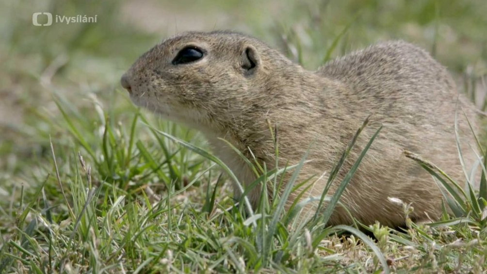 Sysel obecný - Minuty z přírody | Česká televize