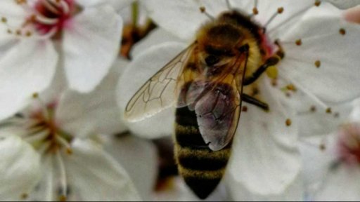 Reportáž: Apiterapie a apidomek - 16. listopadu 2021 - PLANETA YÓ ...