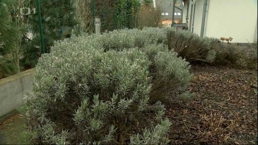 Mrazuvzdornost rotlin - 26. března 2023 - Polopatě | Česká televize