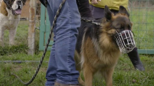 Nezkrotná Amy: triky a rady - Nezkrotná Amy a raubíř Charlie - Kočka ...