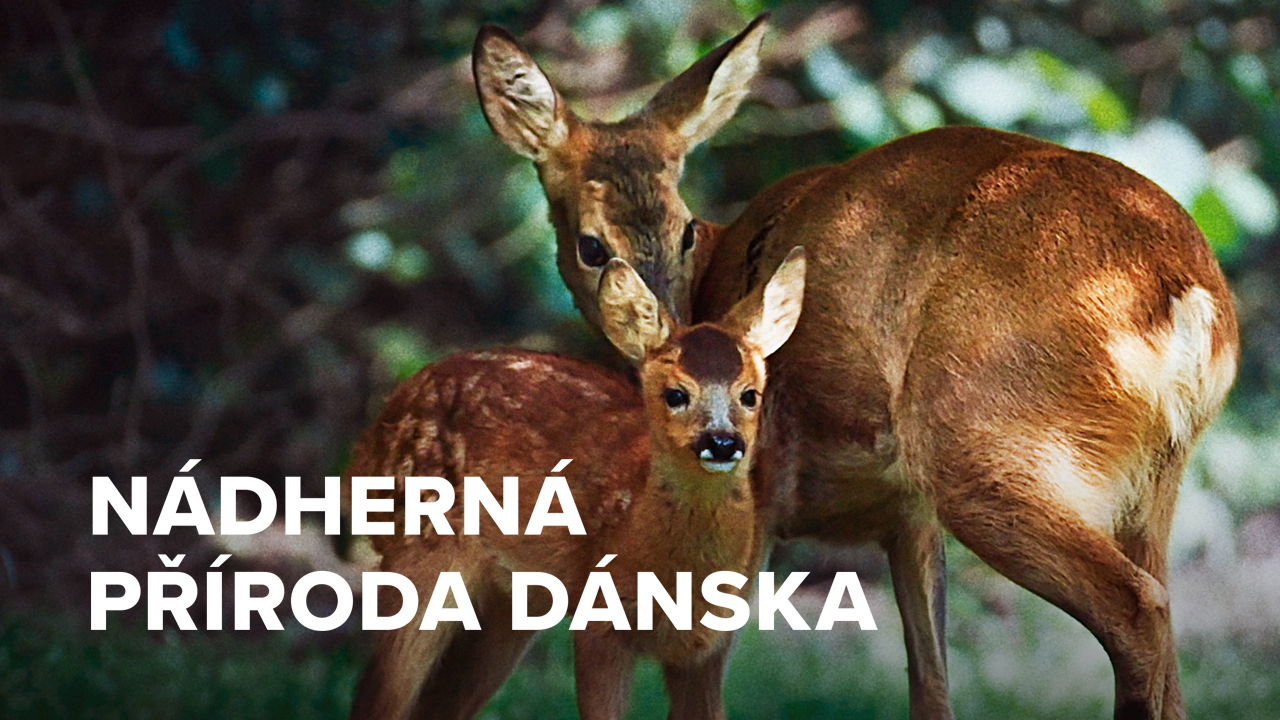 Nádherná příroda Dánska - iVysílání | Česká televize