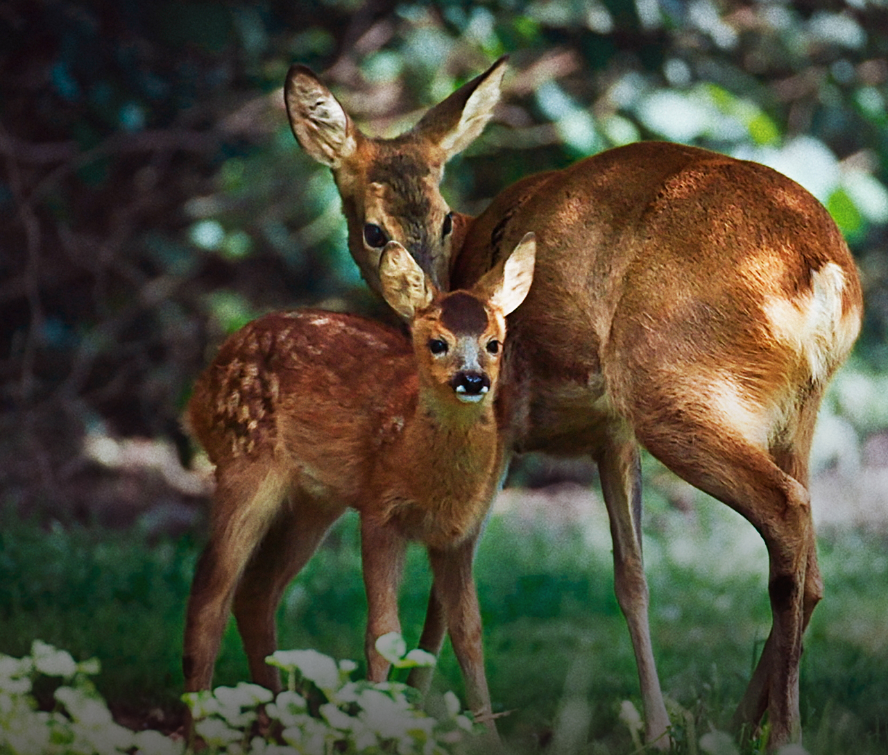 Nádherná příroda Dánska - iVysílání | Česká televize
