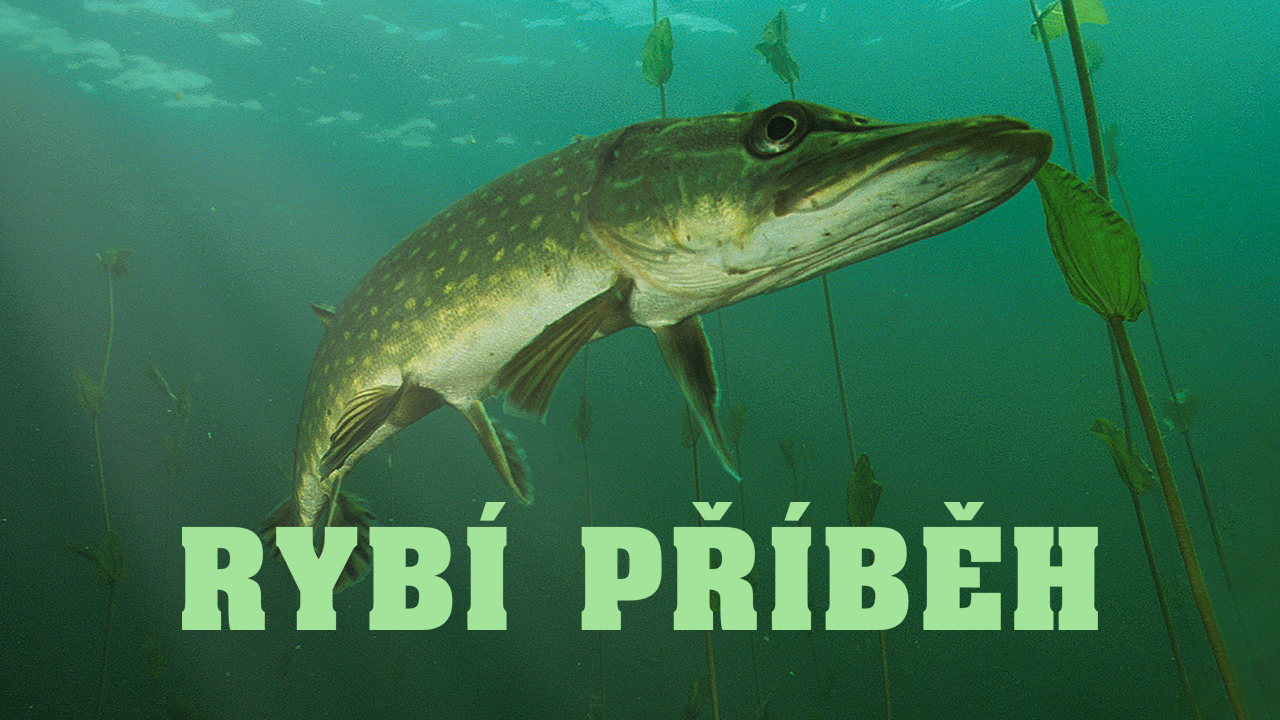 Rybí příběh - iVysílání | Česká televize