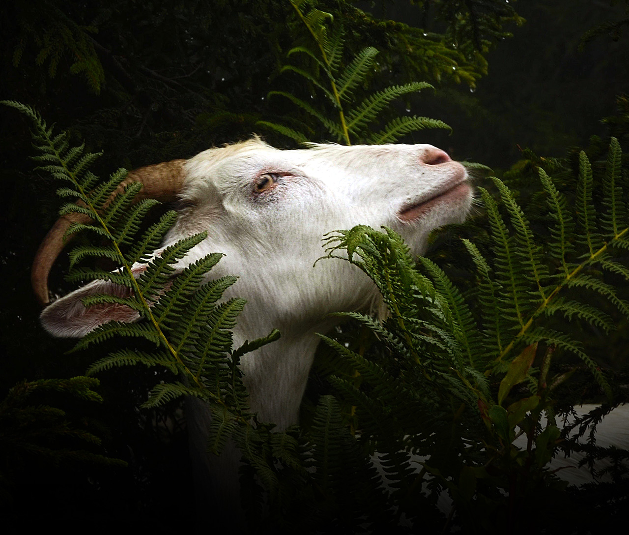 Překvapivě zajímavý svět koz - iVysílání | Česká televize