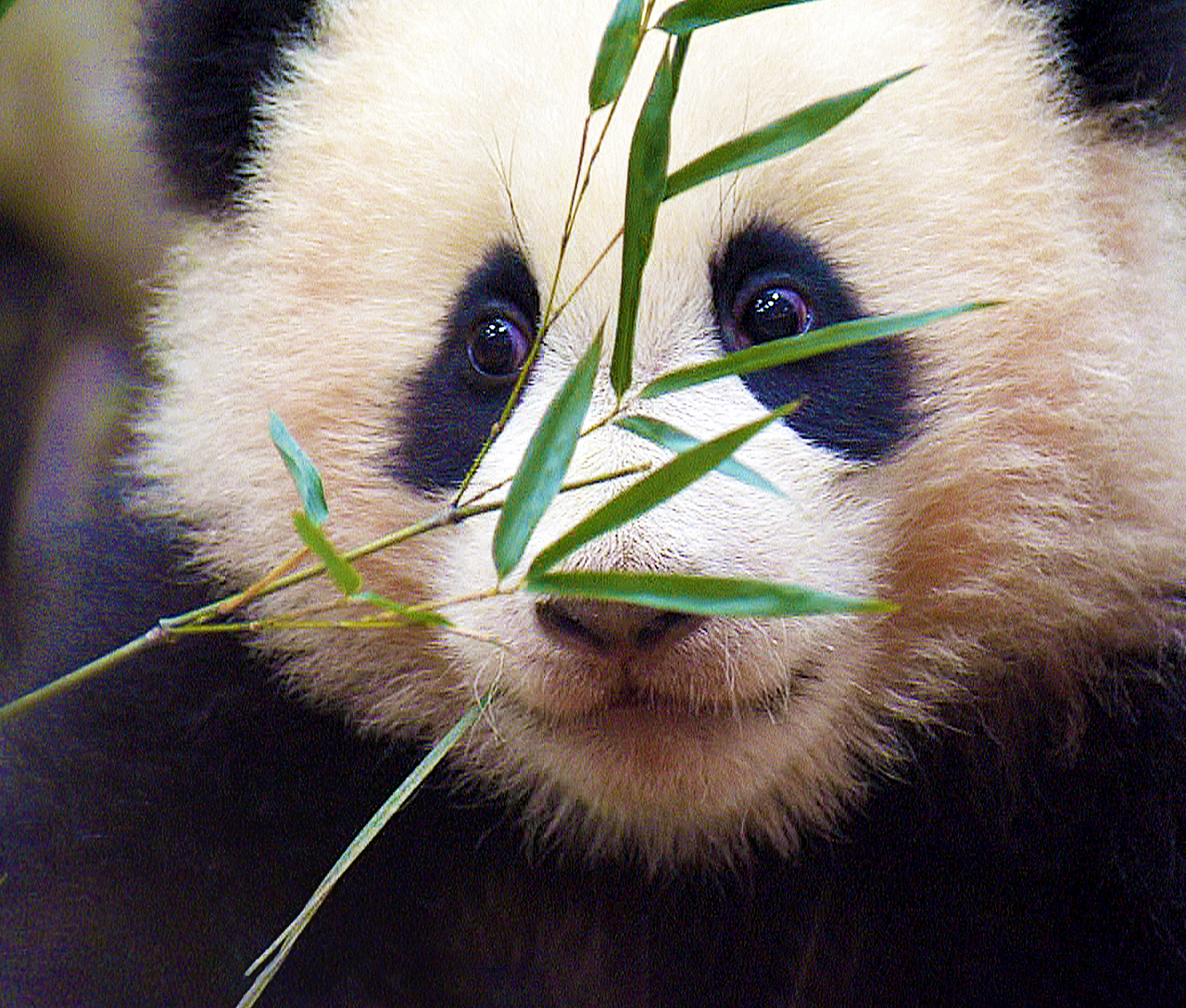Láska pandí matky - iVysílání | Česká televize