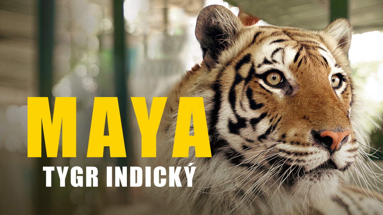 Maya - tygr indický - iVysílání | Česká televize