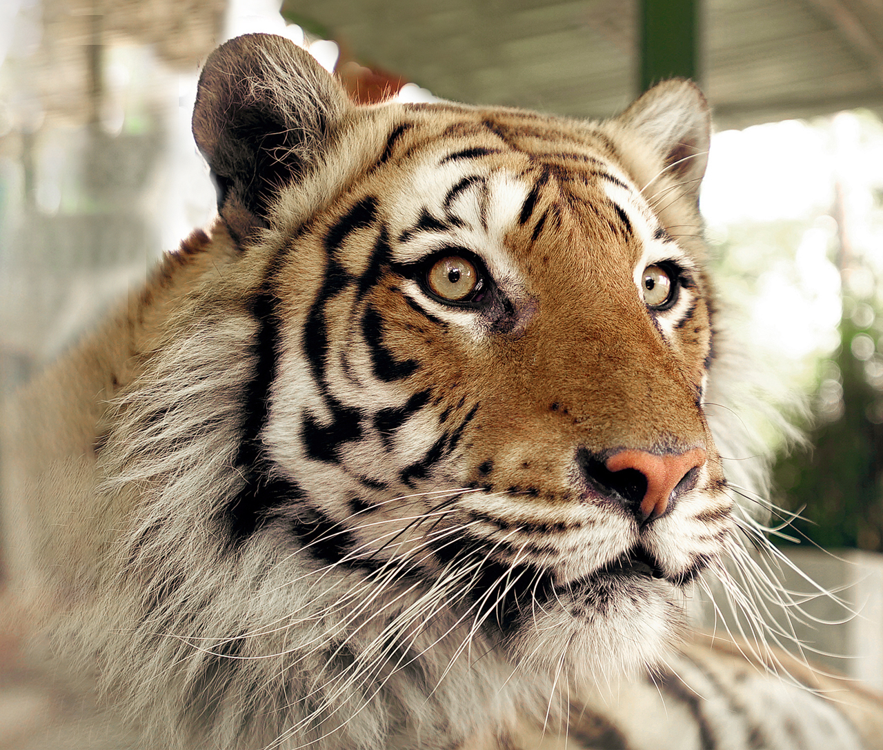 Maya - tygr indický - iVysílání | Česká televize