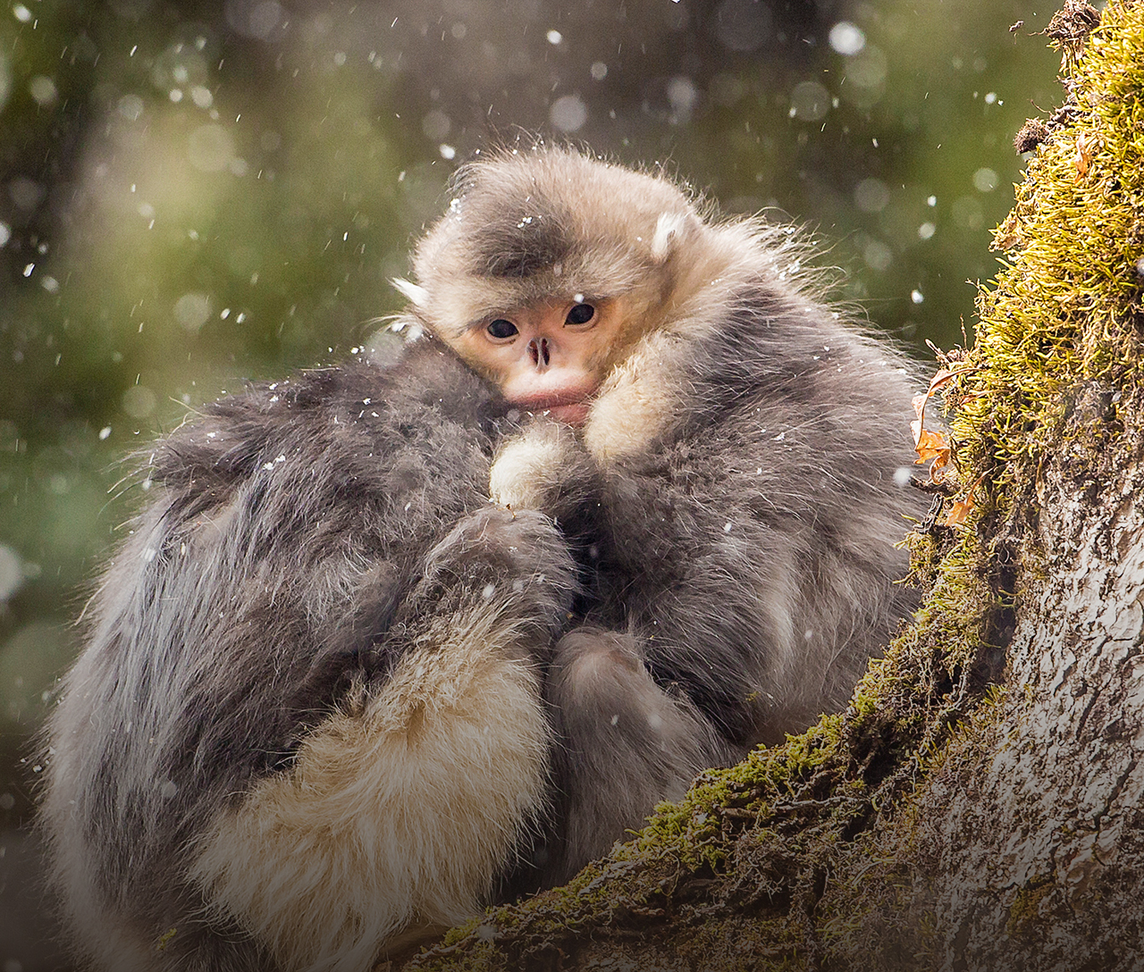 Tajemné opice ze Šangri-la - iVysílání | Česká televize