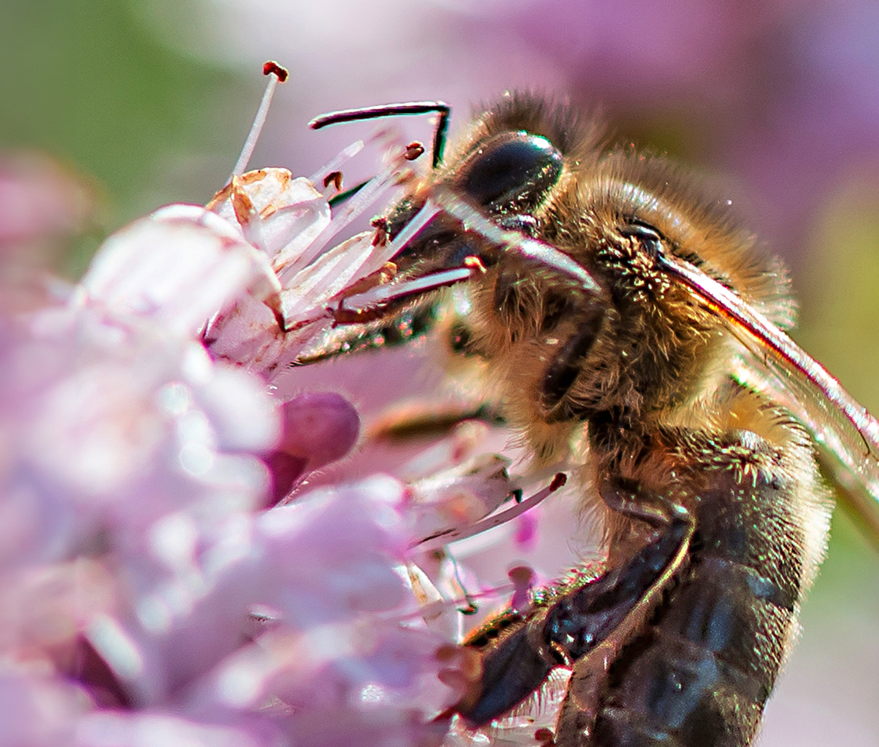 Divoké včely - iVysílání | Česká televize