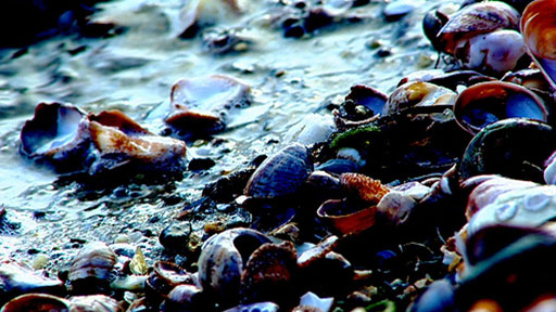 Vápník a my - iVysílání | Česká televize