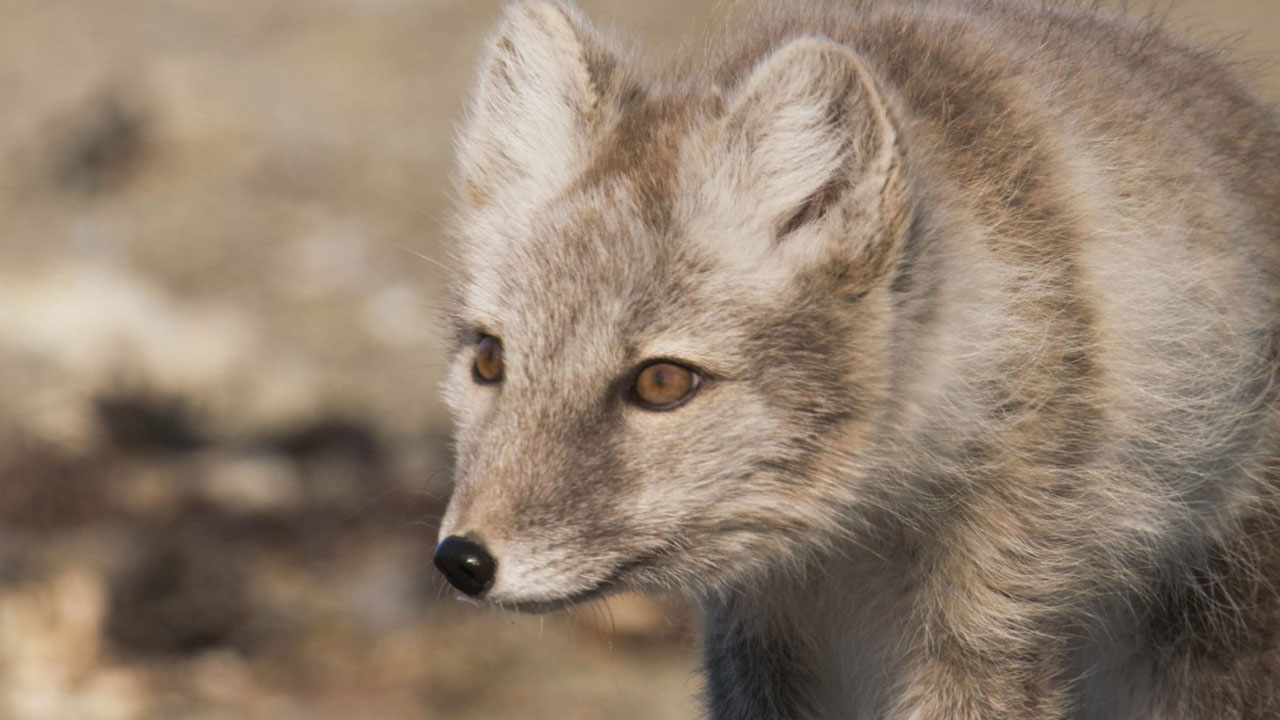 Divoká příroda Ruska - iVysílání | Česká televize