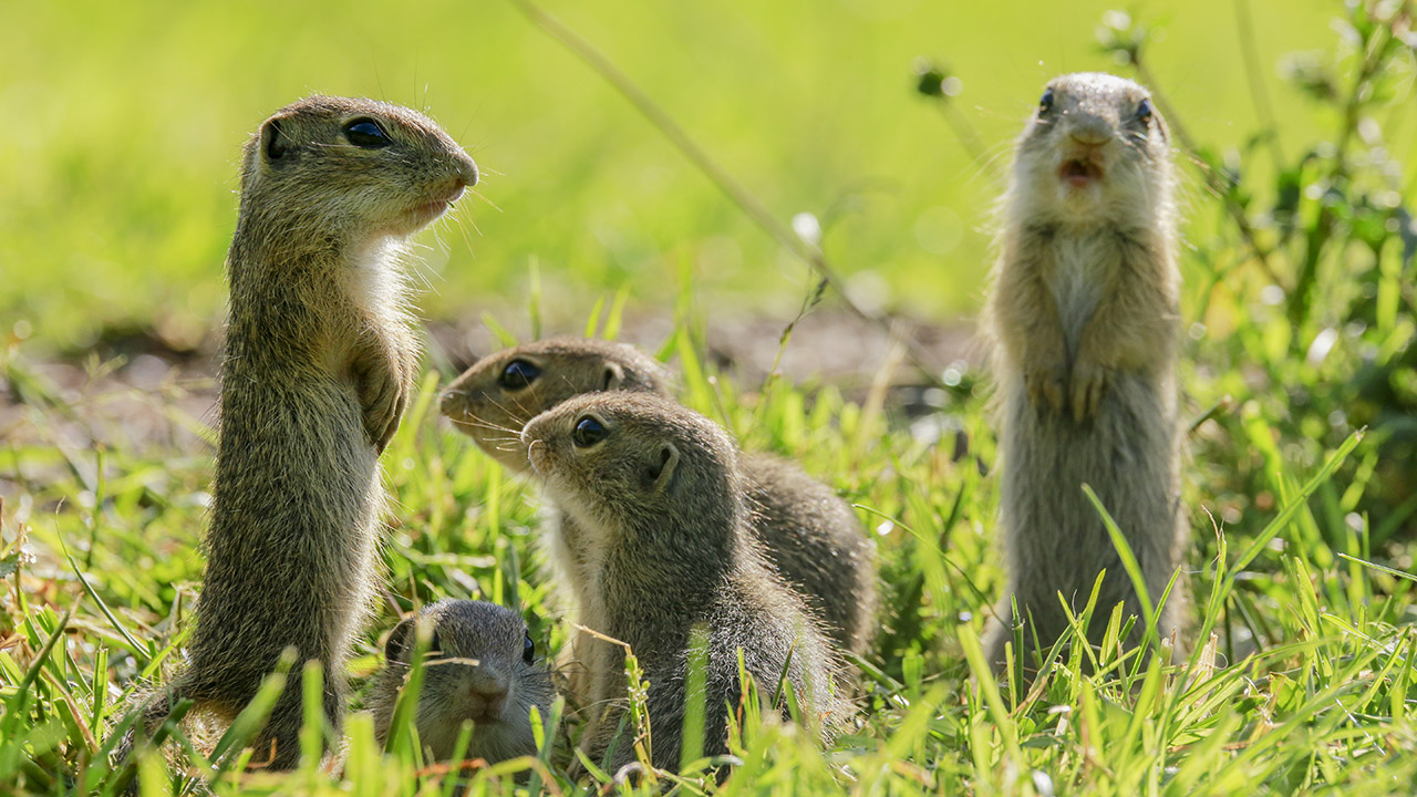 Sysel Puko a jeho rodina - iVysílání | Česká televize