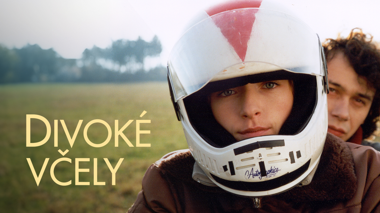 Divoké včely - iVysílání | Česká televize